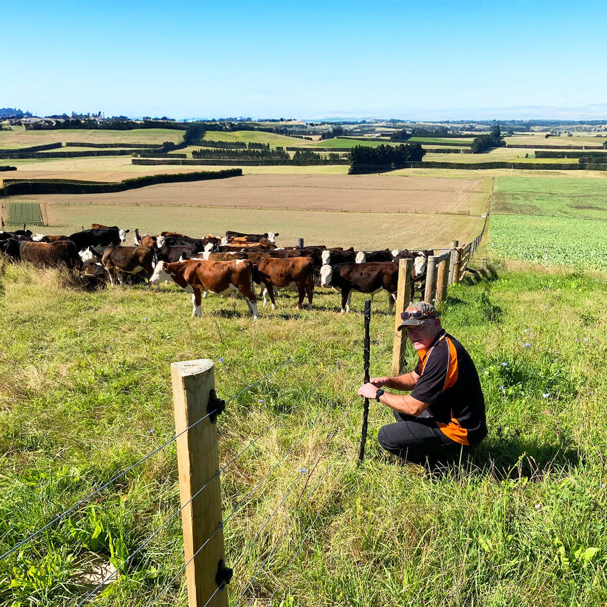 Sheep & Beef Fencing – Styx Solutions NZ